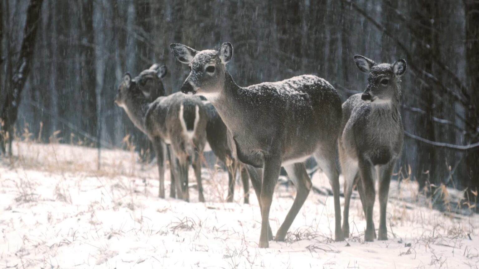 What Do White-Tailed Deer Eat During the Winter? - Bow Donnd