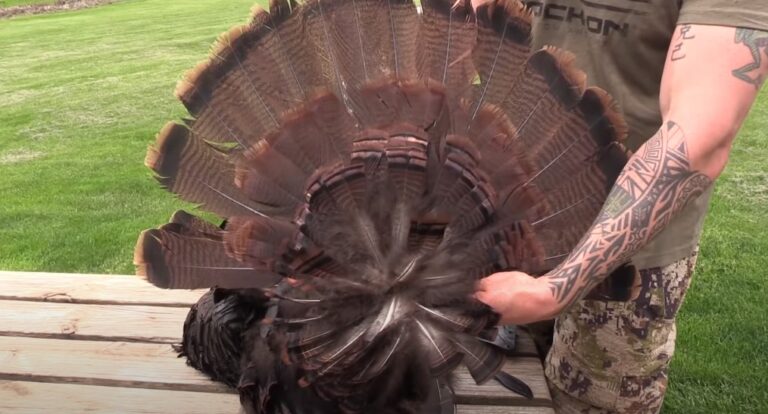 How To Clean A Wild Turkey In 9 Steps - Step-by-step Tutorial