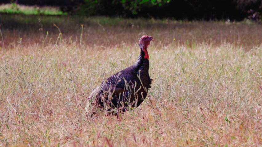 How to Clean a Wild Turkey in 7 Steps - Step-by-Step Tutorial