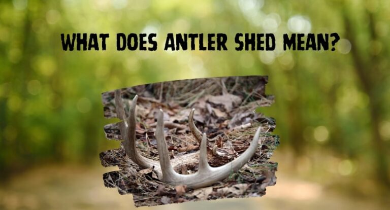 What Does Antler Shed Mean Renewal And Growth Bow Donnd what-does-antler-shed-mean-renewal-and-growth-bow-donnd