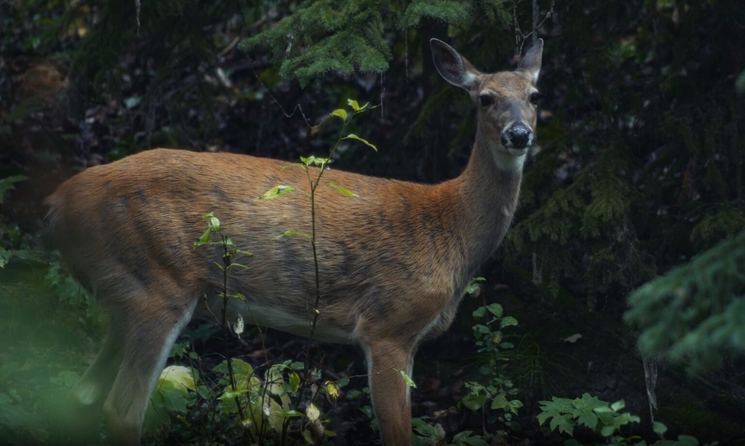 What is a Female Deer Called - Doe, Hind, or Cow? - Bow Donnd