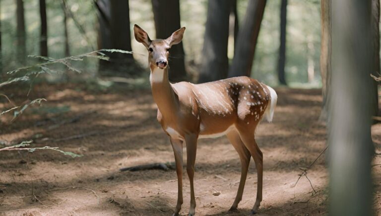 What is a Female Deer Called - Doe, Hind, or Cow? - Bow Donnd